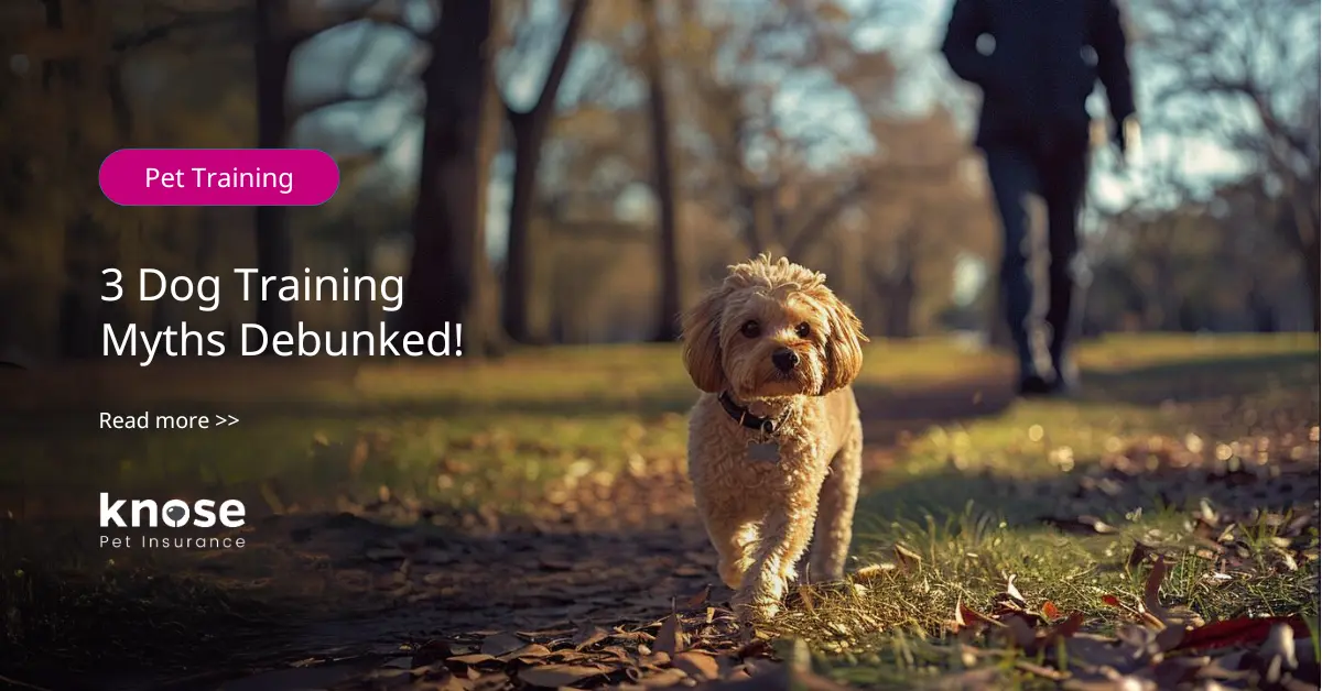 3 Dog Training Myths debunked! | Knose