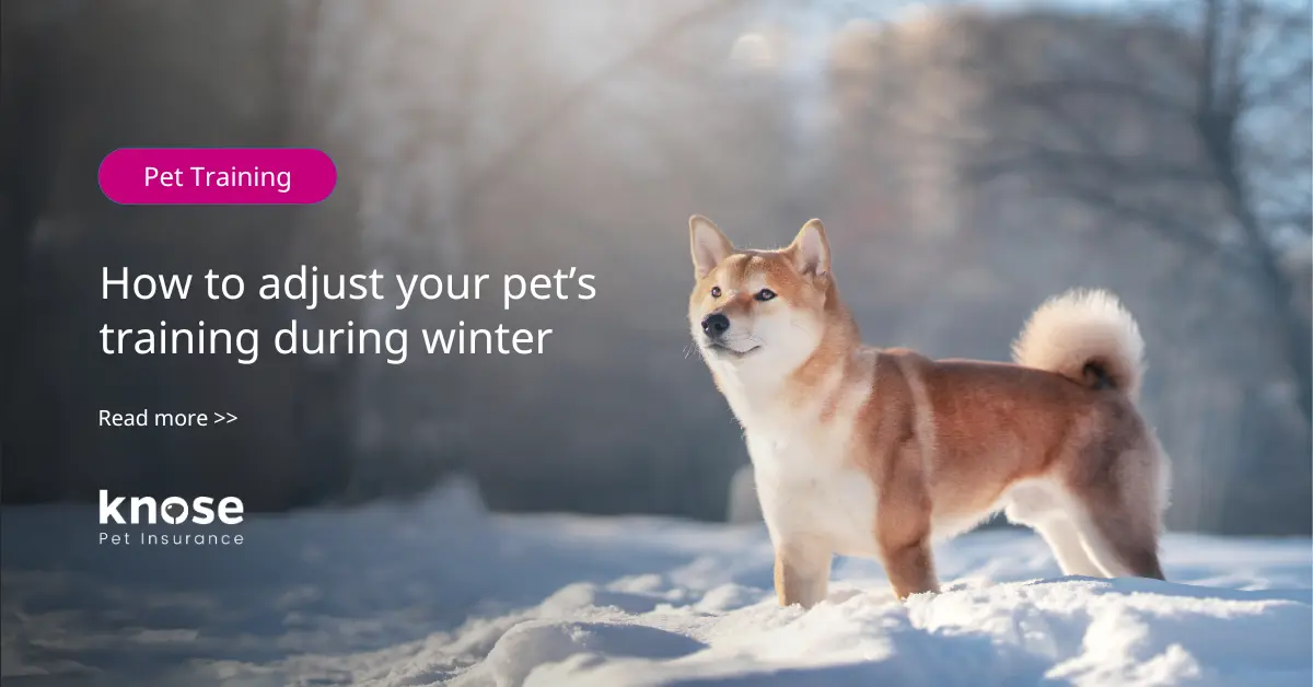 How to adjust your pet’s training during winter | Knose