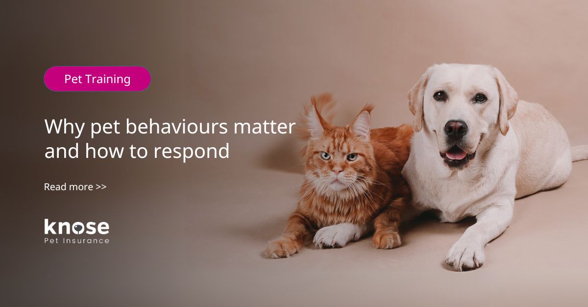 Why Pet Behaviours Matter and How to Respond | Knose
