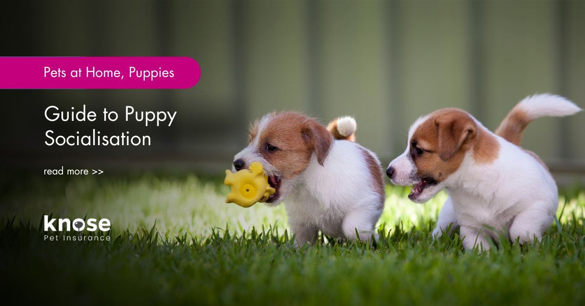 Guide to Puppy Socialisation (with a free checklist!) | Knose