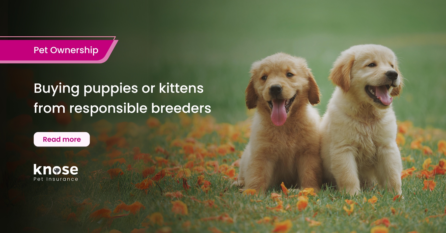 Buying puppies and kittens from responsible breeders | Knose