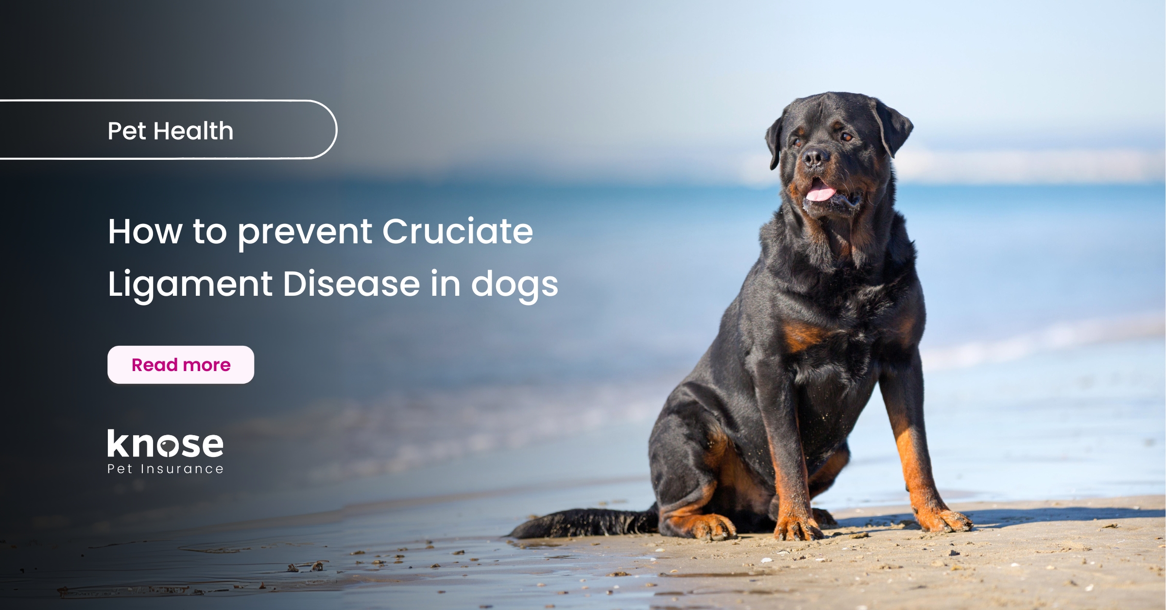 How to prevent Cruciate Ligament Disease in dogs | Knose