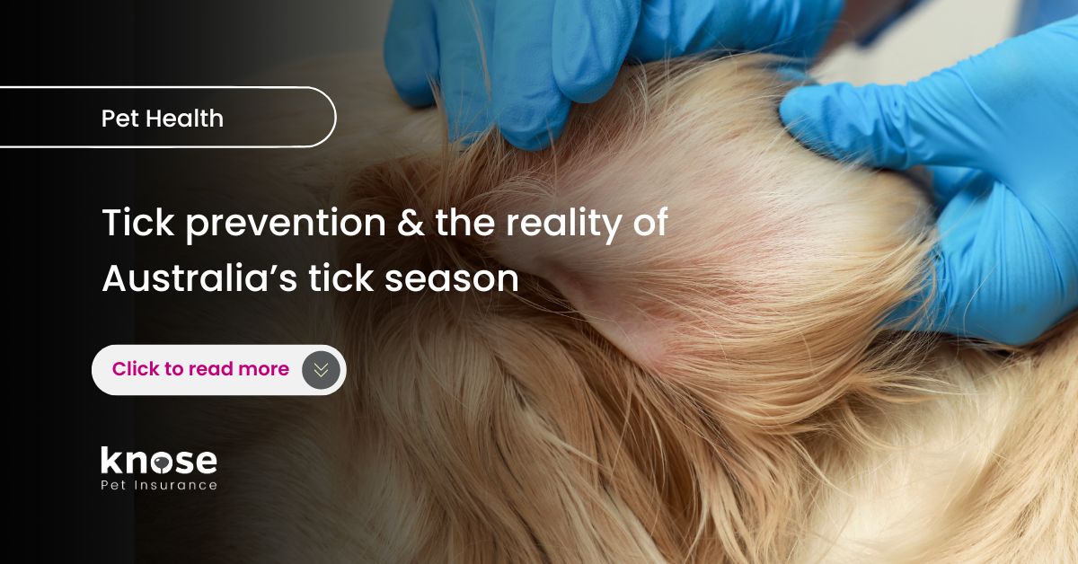Tick Prevention & The Reality of Australia's Tick Season | Knose
