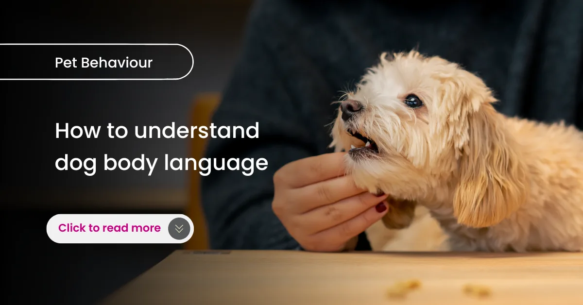 A Guide to Understanding Dog Body Language [HOW-TO] | Knose