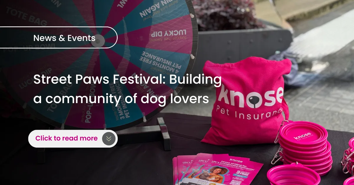 Street Paws Festival: Building a community of dog lovers | Knose