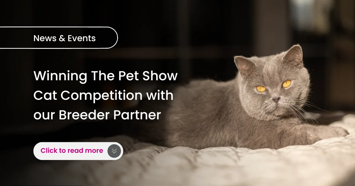 Winning The Pet Show Cat Competition with our Breeder Partner | Knose