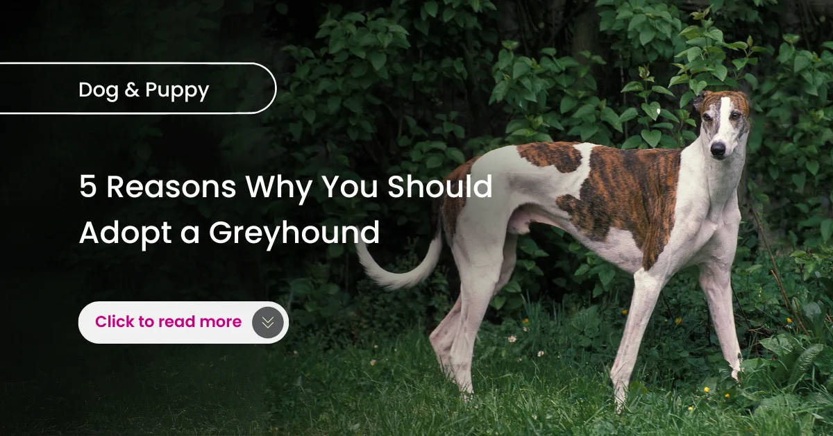 5 Reasons Why You Should Adopt a Greyhound in Australia | Knose