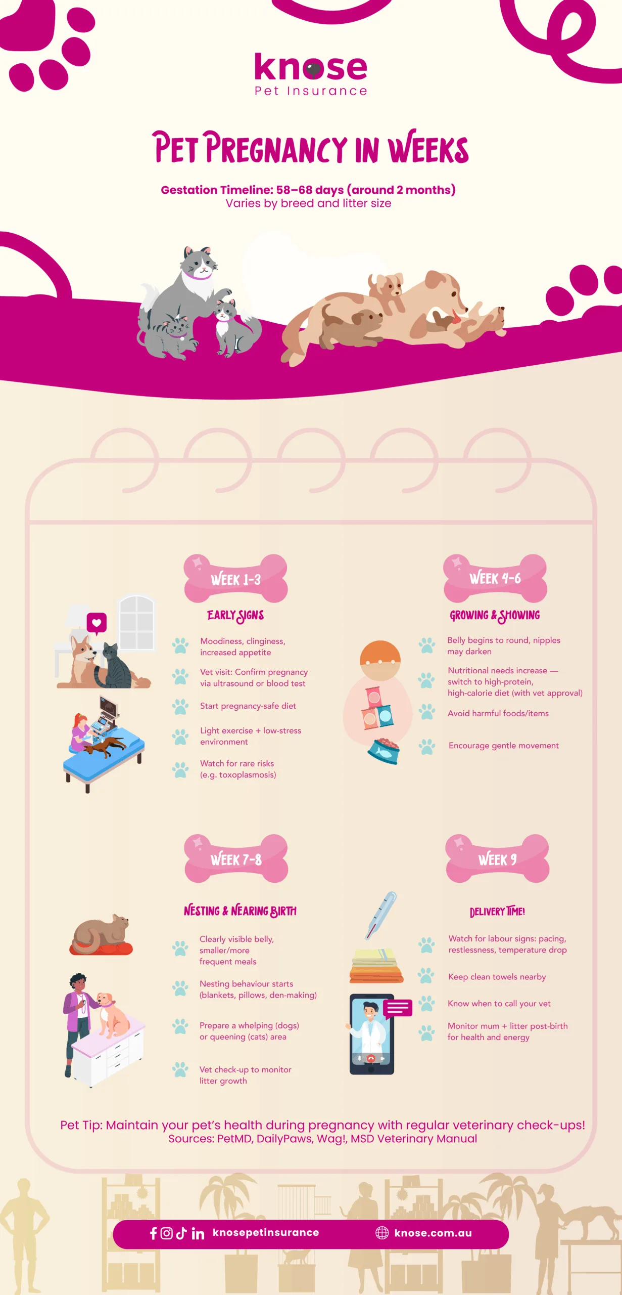 Supporting Pet Pregnancy: A Week-by-Week Guide | Knose