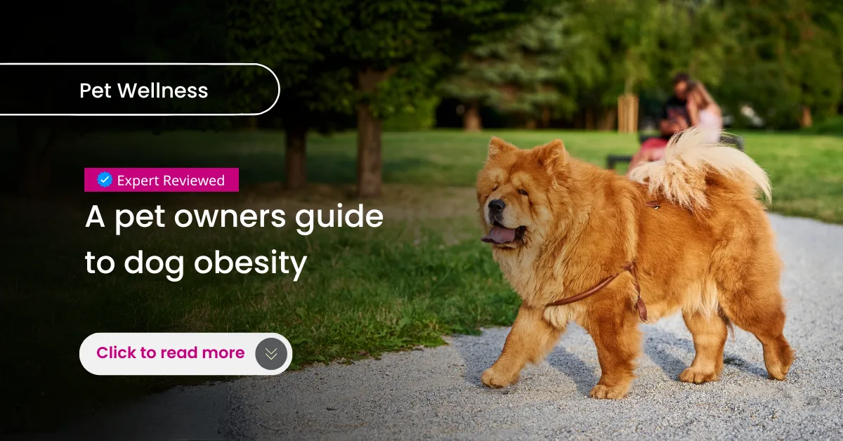 Is my pet obese? Pet owners guide to dog obesity [EXPERT TIPS]
