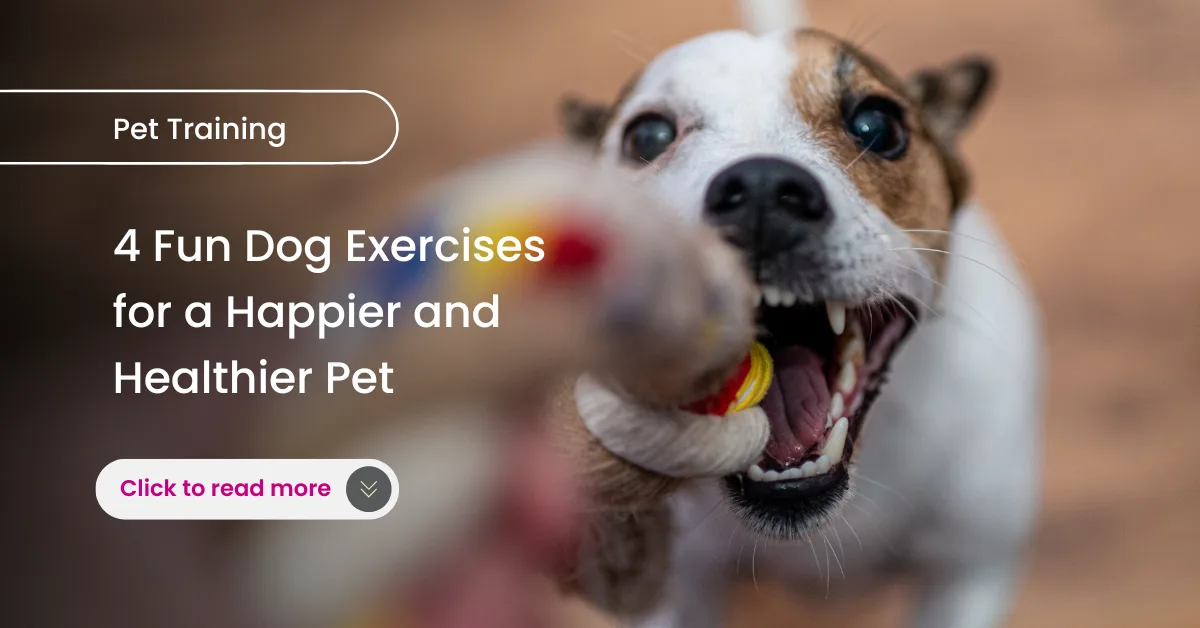 Fun Dog Exercises for a Happier and Healthier Pet | Knose