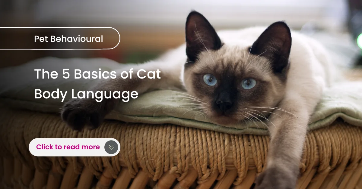 The 5 Basics of Cat Body Language | Knose