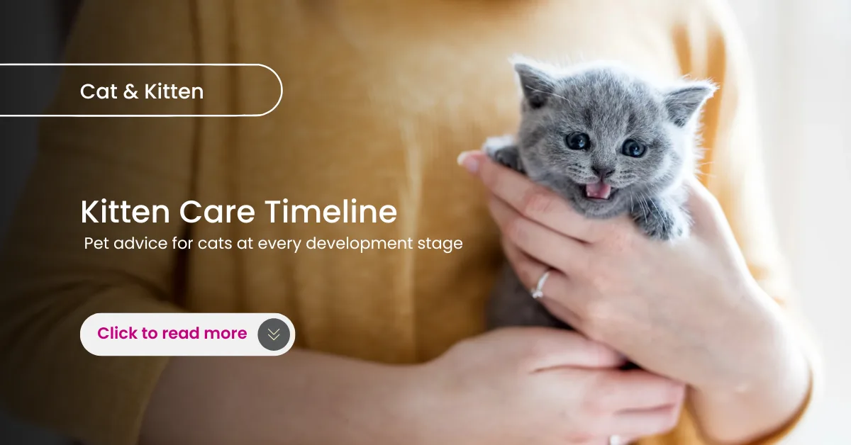 Kitten Stages Explained: Quick Guide to Raising a Kitten | Knose