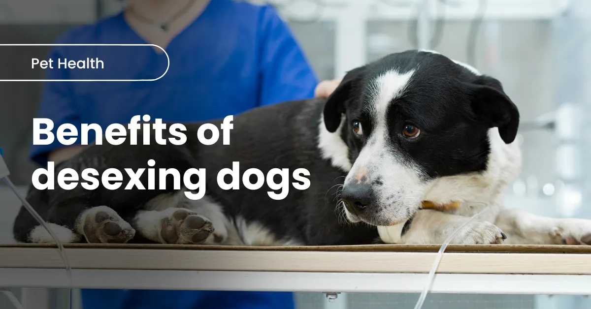 Desexing Dogs and Why It’s a Cut Above for Their Health | Knose