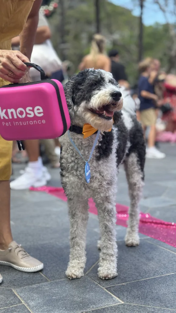 The BIGGEST Dog Fashion Show in Australia 2025 | Knose