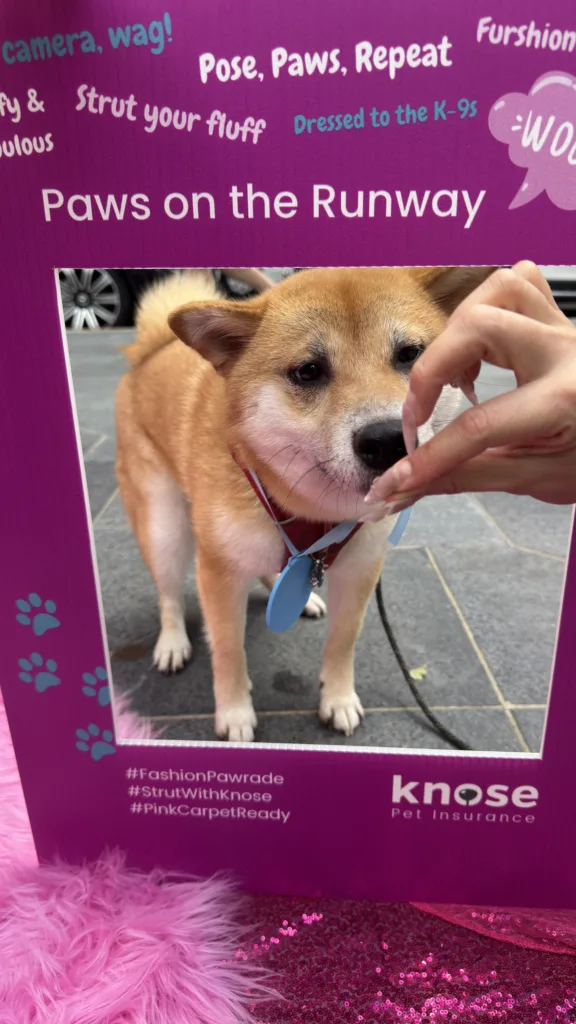 The BIGGEST Dog Fashion Show in Australia 2025 | Knose